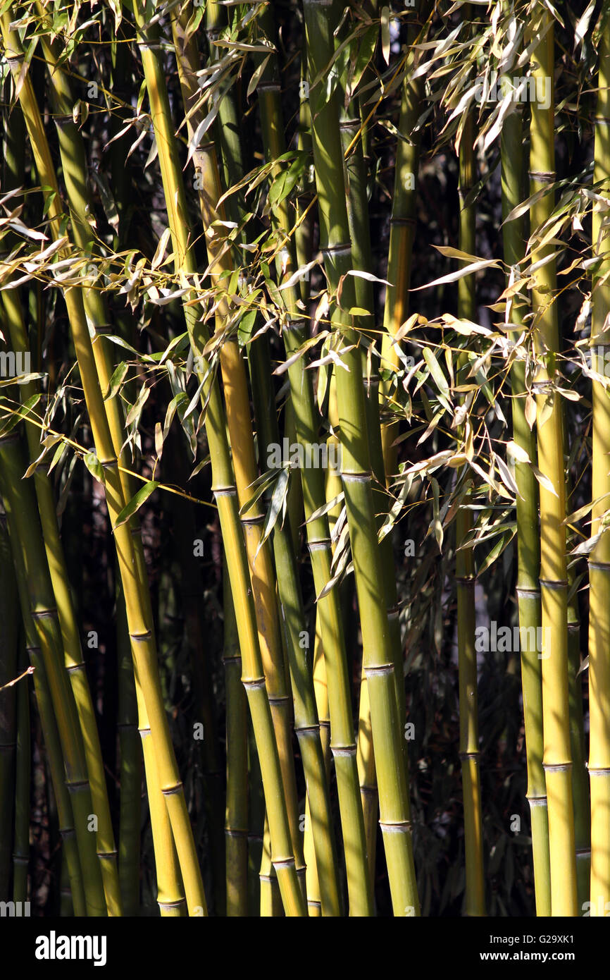 bamboo background nature scene Stock Photo - Alamy