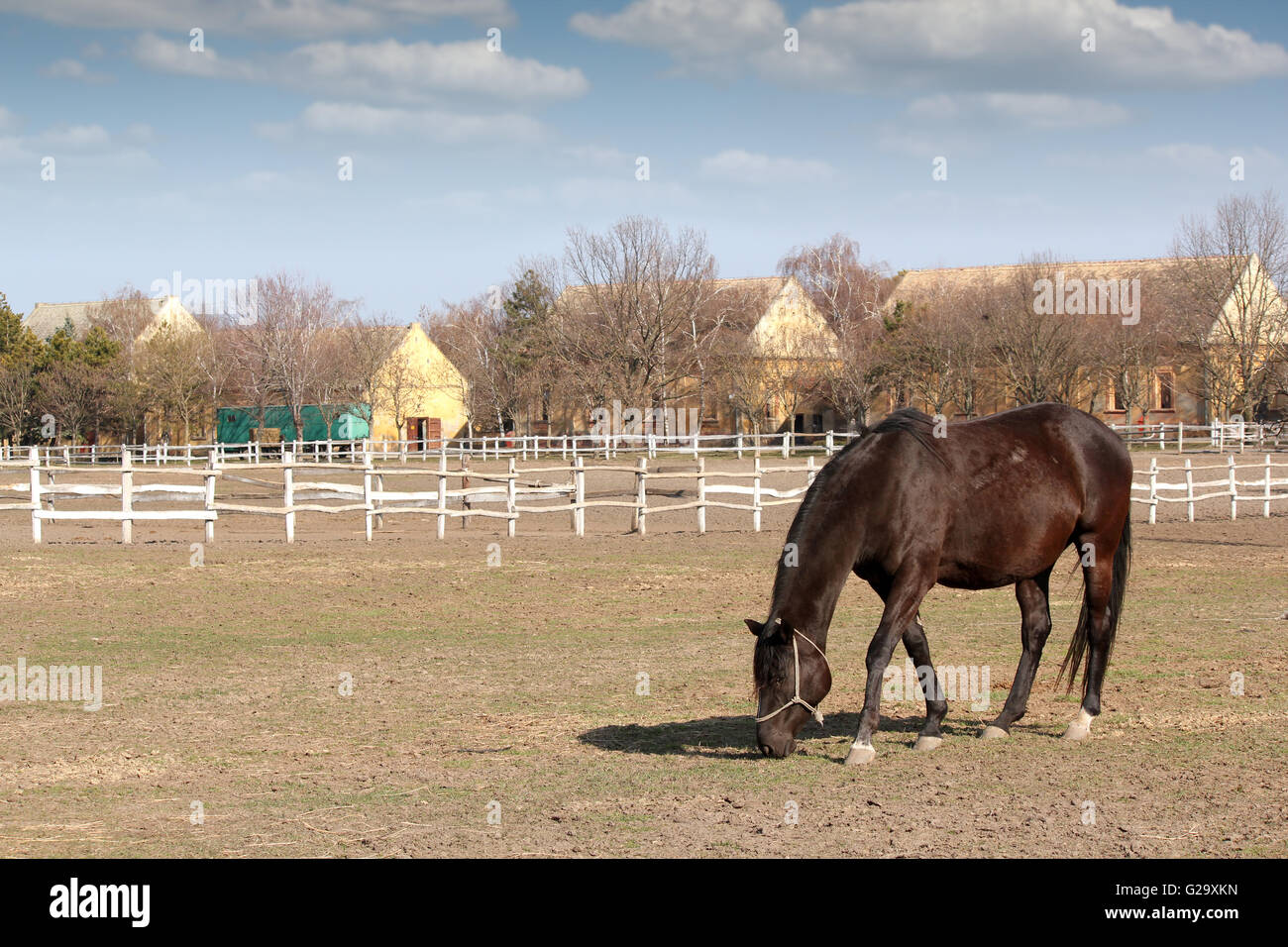 horse in corral farm scene Stock Photo - Alamy