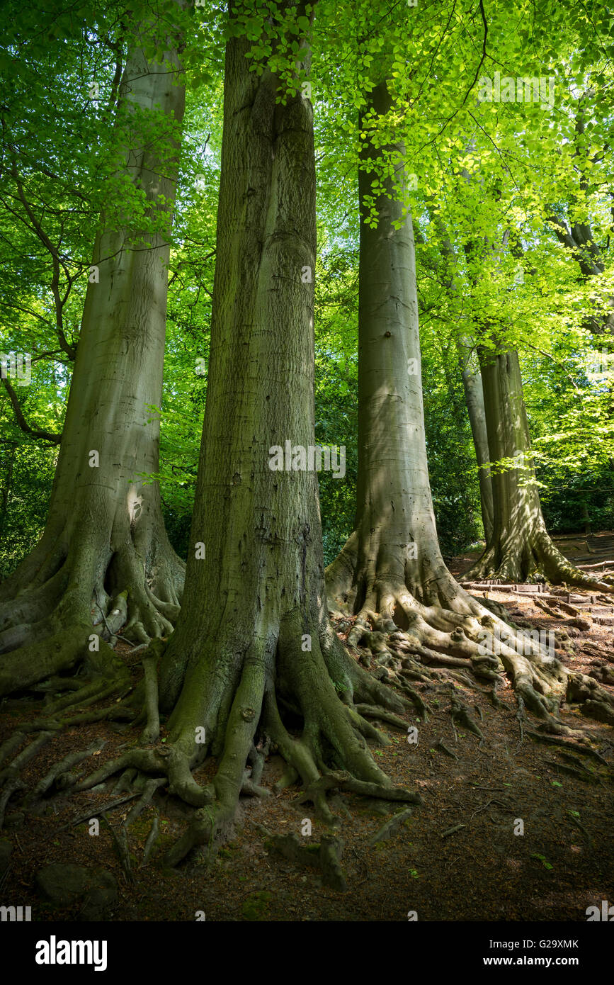 Stand tall beech trees hi-res stock photography and images - Alamy