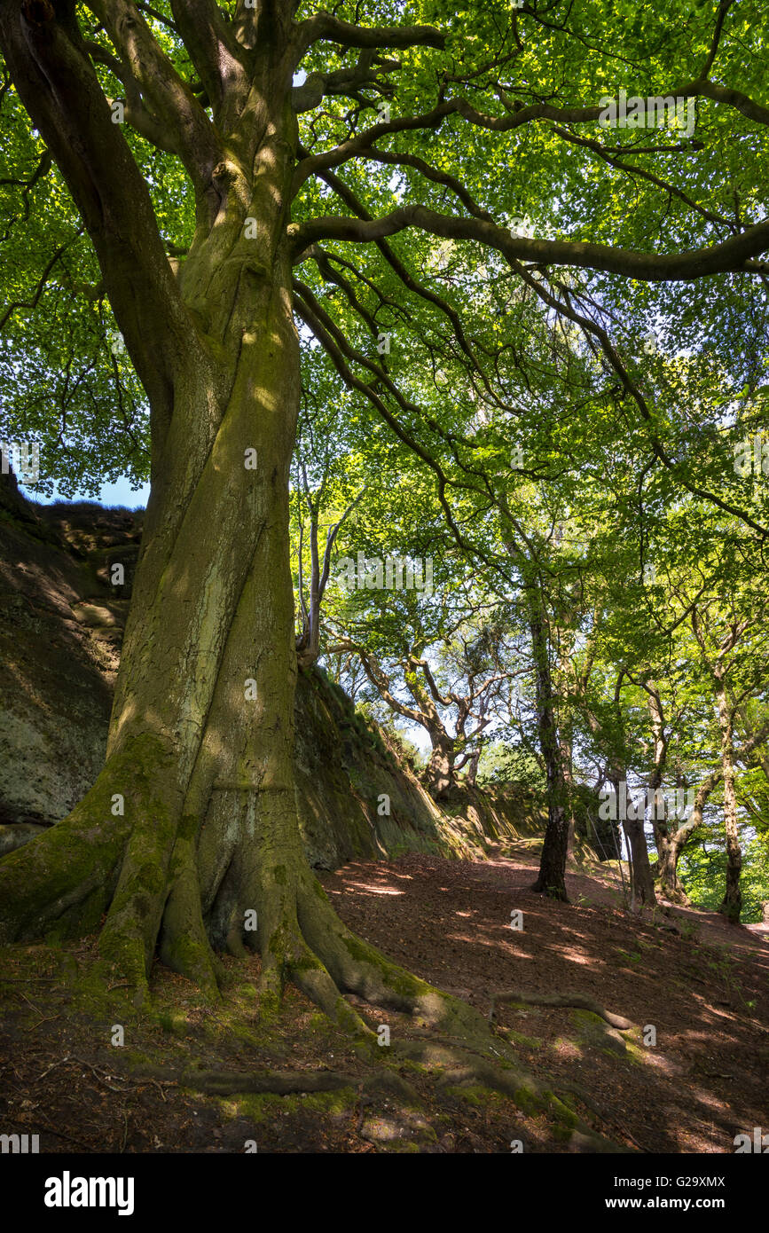 A mature Beech tree growing below the sandstone edge at Alderley edge ...