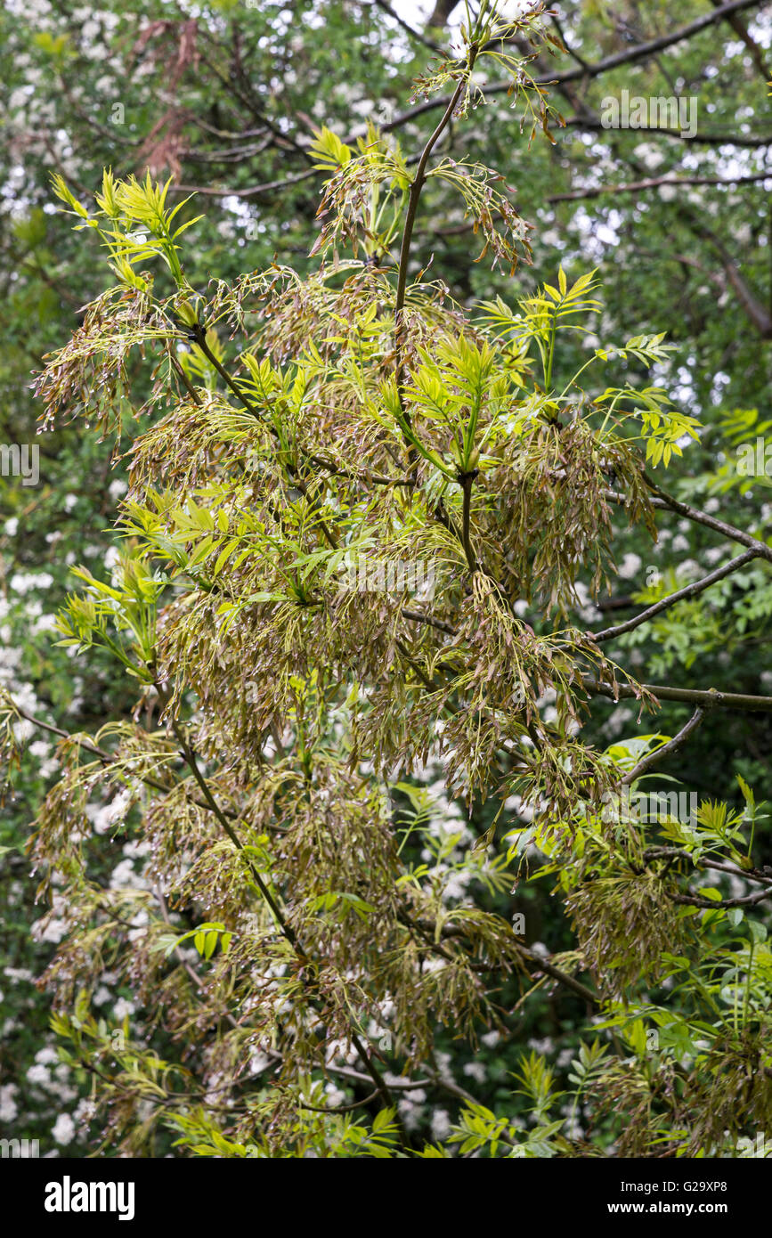 Close up detail of an Ash tree in flower in the English countryside ...
