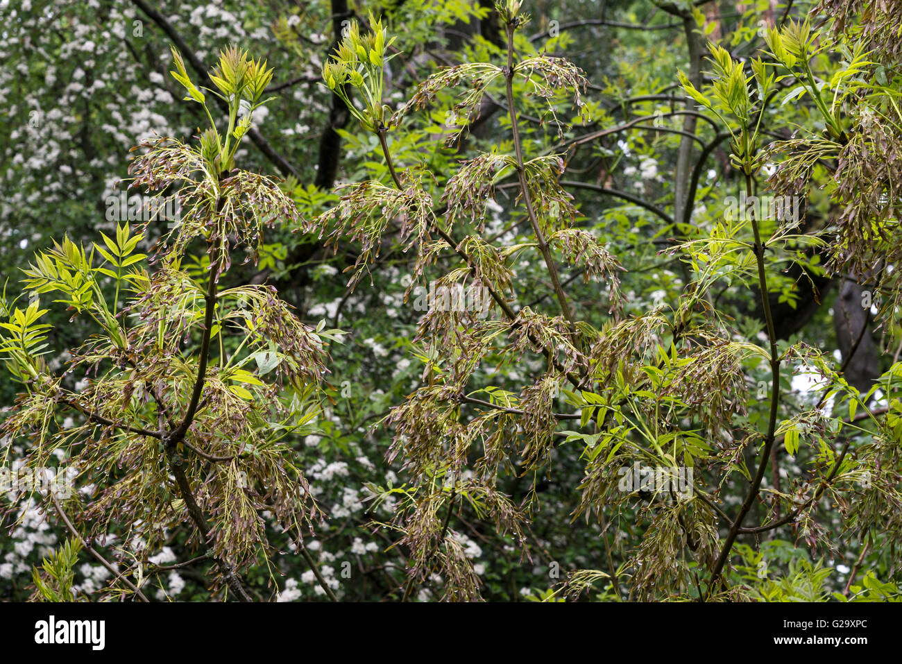 Close up detail of an Ash tree in flower in the English countryside ...