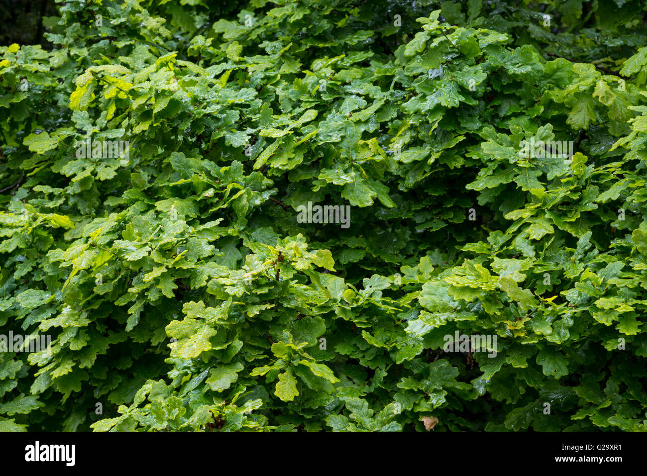 Lush green oak leaves hi-res stock photography and images - Alamy