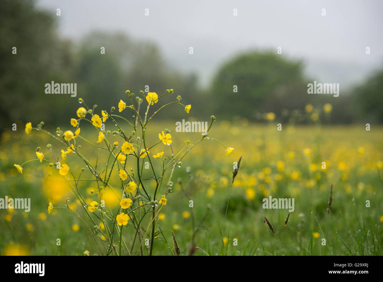 Rain falling on flowers High Resolution Stock Photography and Images ...