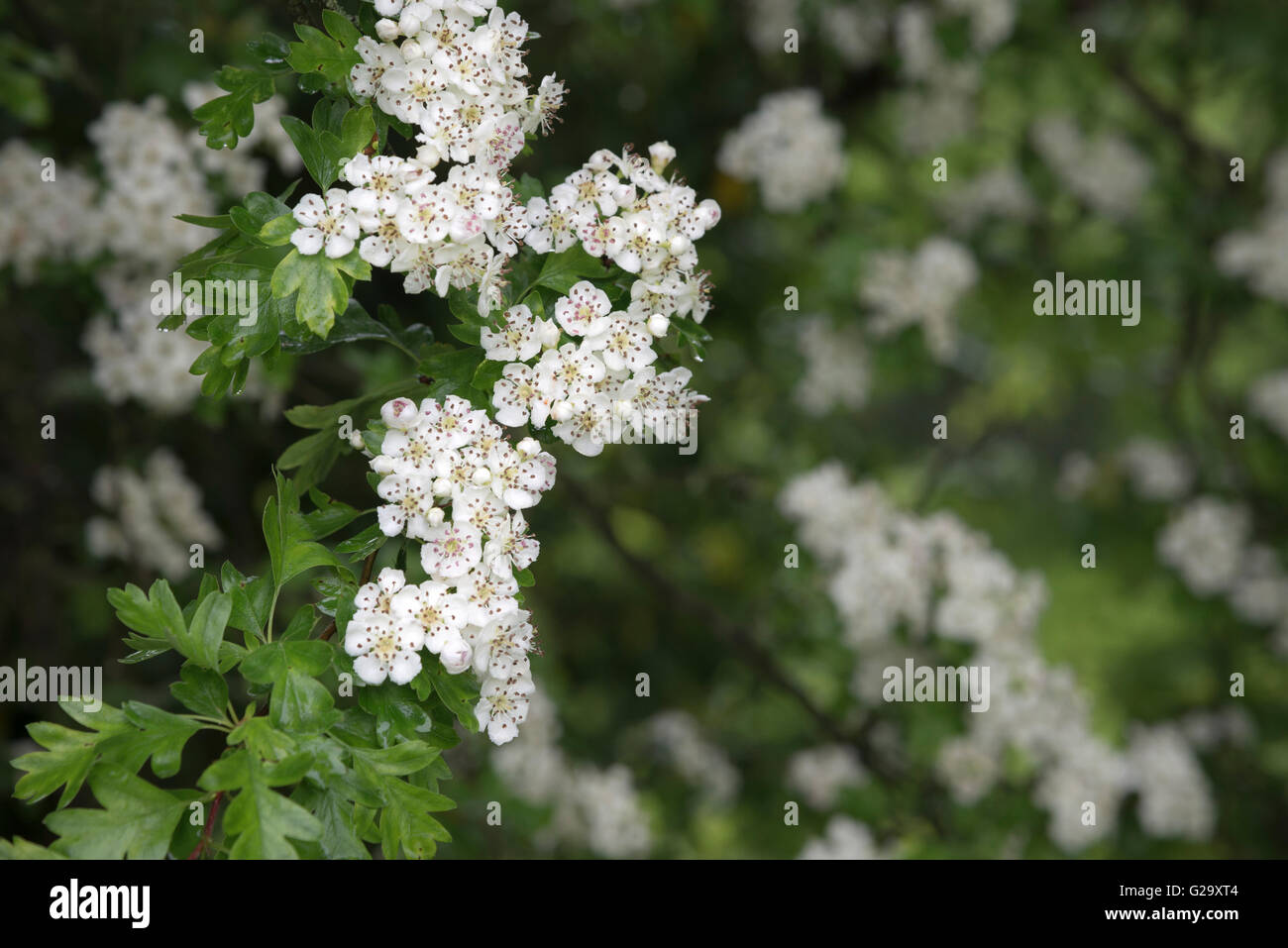 English hawthorn hi-res stock photography and images - Alamy