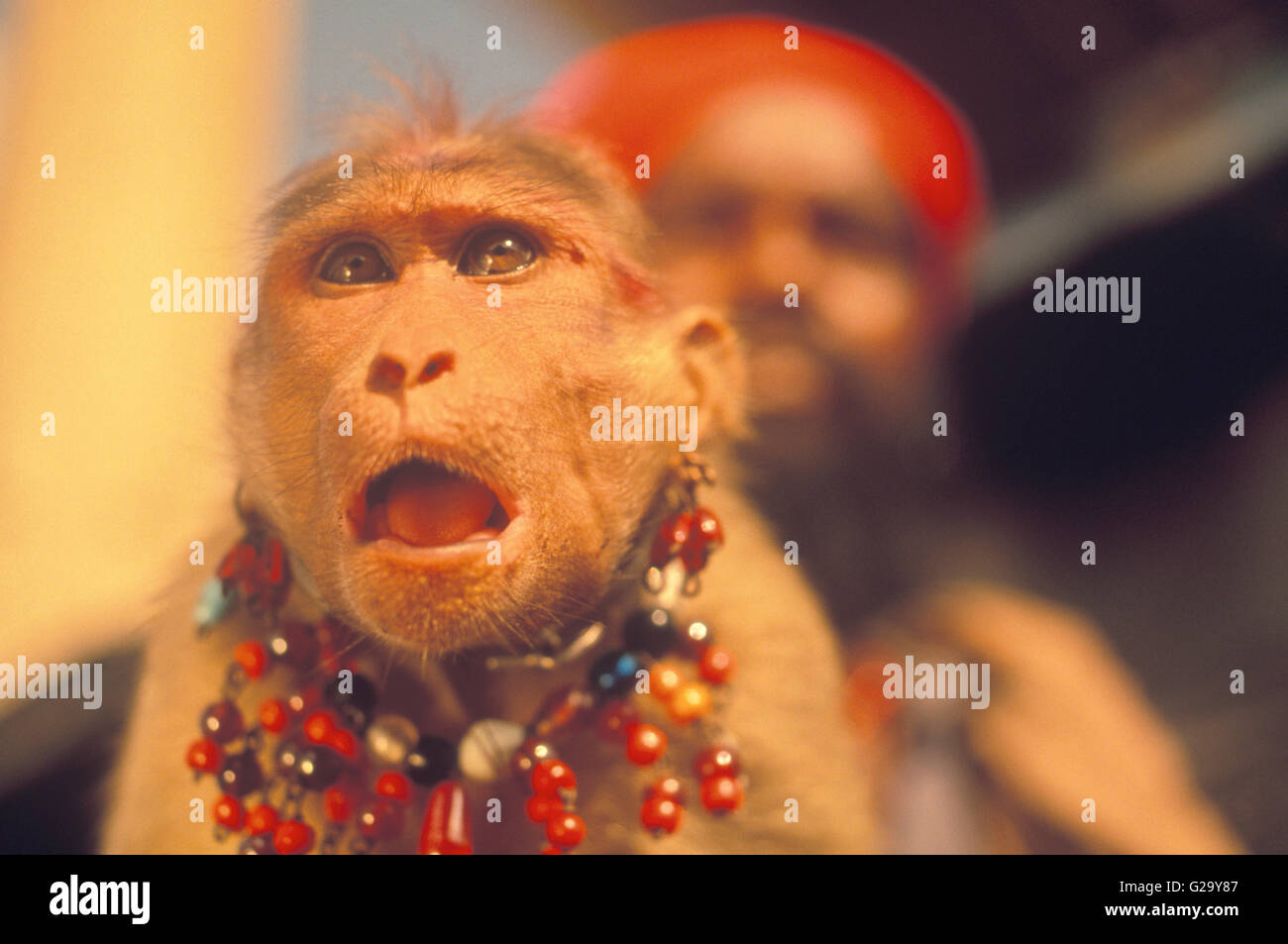 A performing monkey and his trainer in the town of Mahabalipuram, South ...