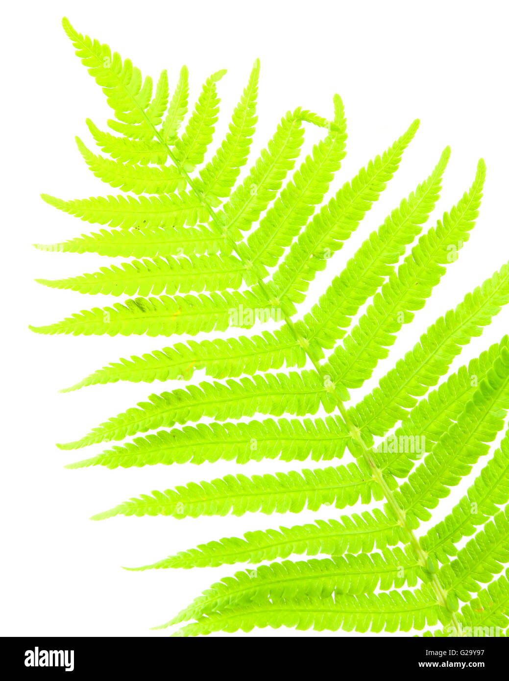 Bracken fern leaf isolated hi-res stock photography and images - Alamy