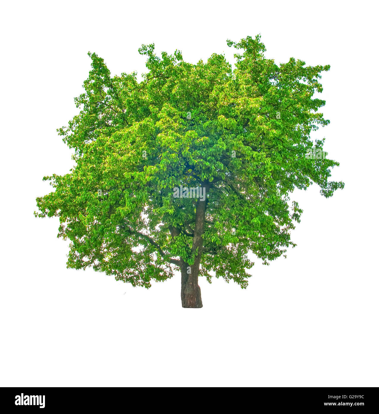 isolated deciduous tree on a white background Stock Photo - Alamy isolated deciduous tree on a white background Stock Photo - Alamy