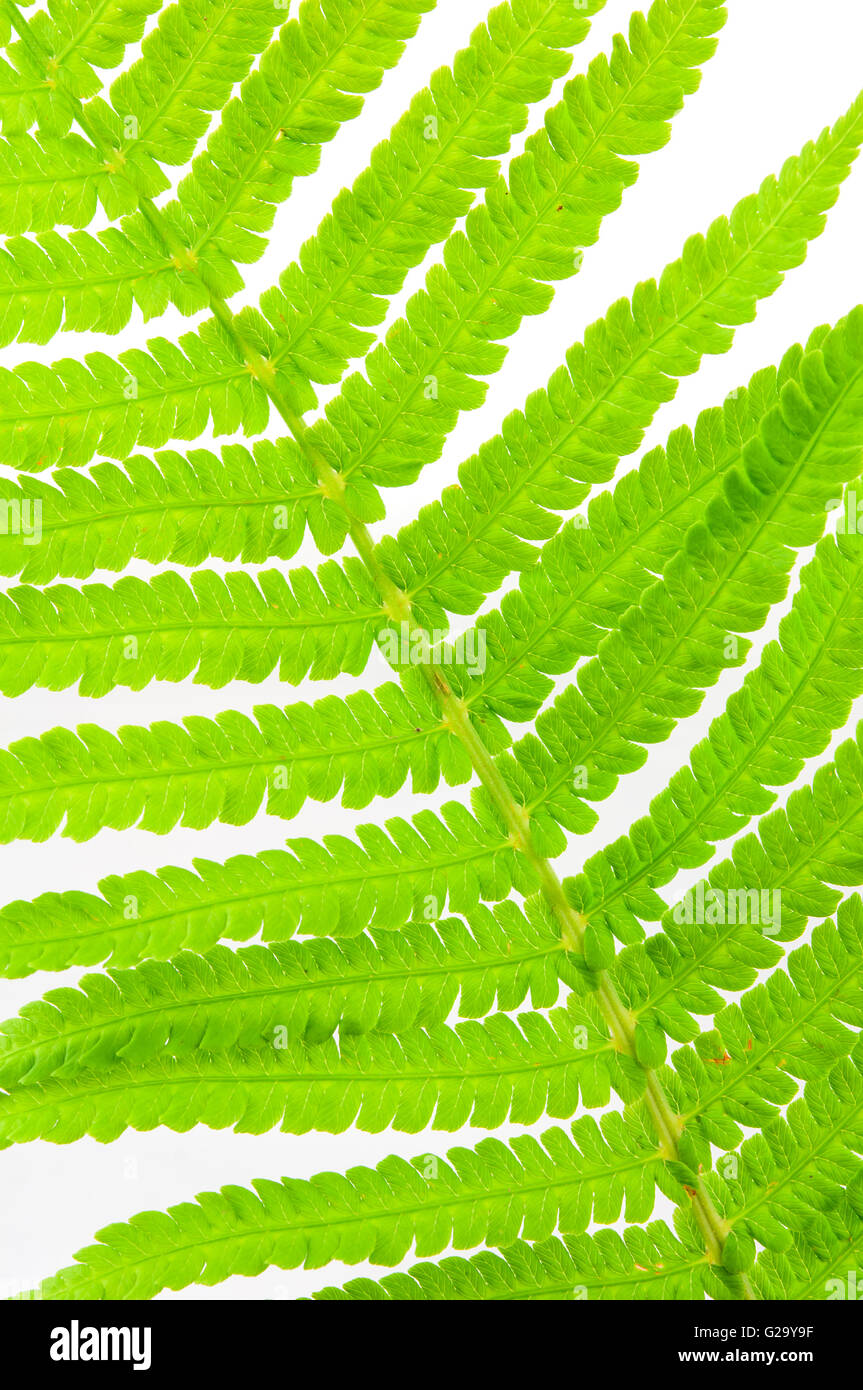 Close up of fern on white background isolated Stock Photo - Alamy