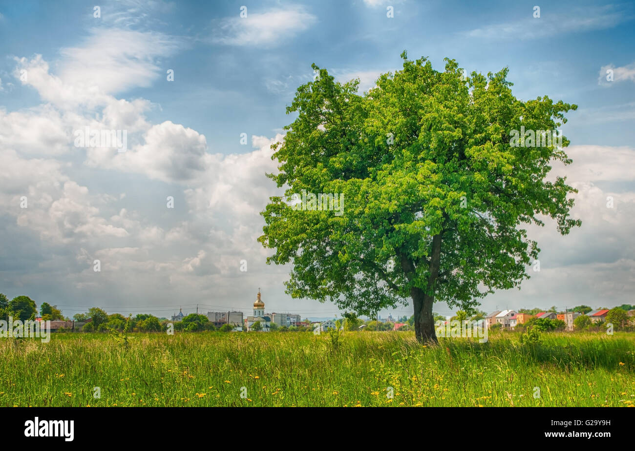 spring meadow with big tree with fresh green leaves Stock Photo - Alamy