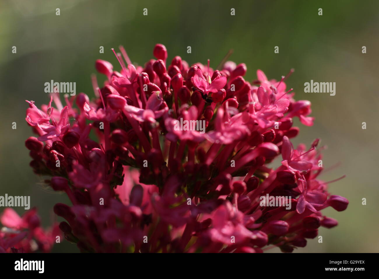 Red flower petal pollen hi-res stock photography and images - Alamy