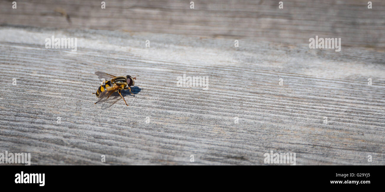 Helophilus sp. syrphid fly is a yellow striped flower fly that looks ...