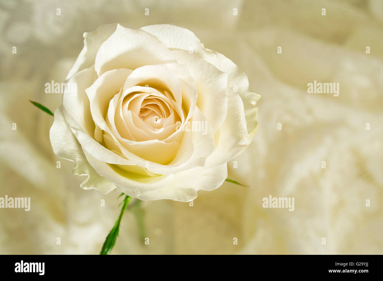 Close-up of a cream colored rose and a fabric of lace background Stock ...
