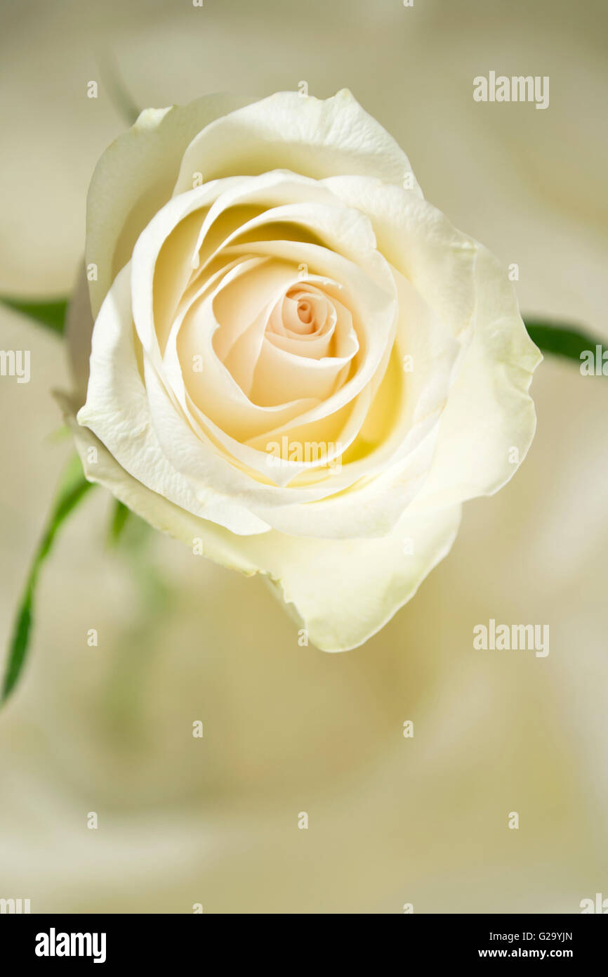 Close-up of a cream colored rose Stock Photo - Alamy