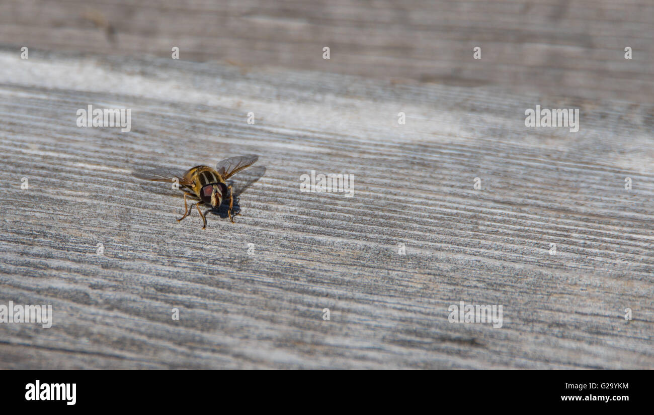 Helophilus sp. syrphid fly is a yellow striped flower fly that looks ...