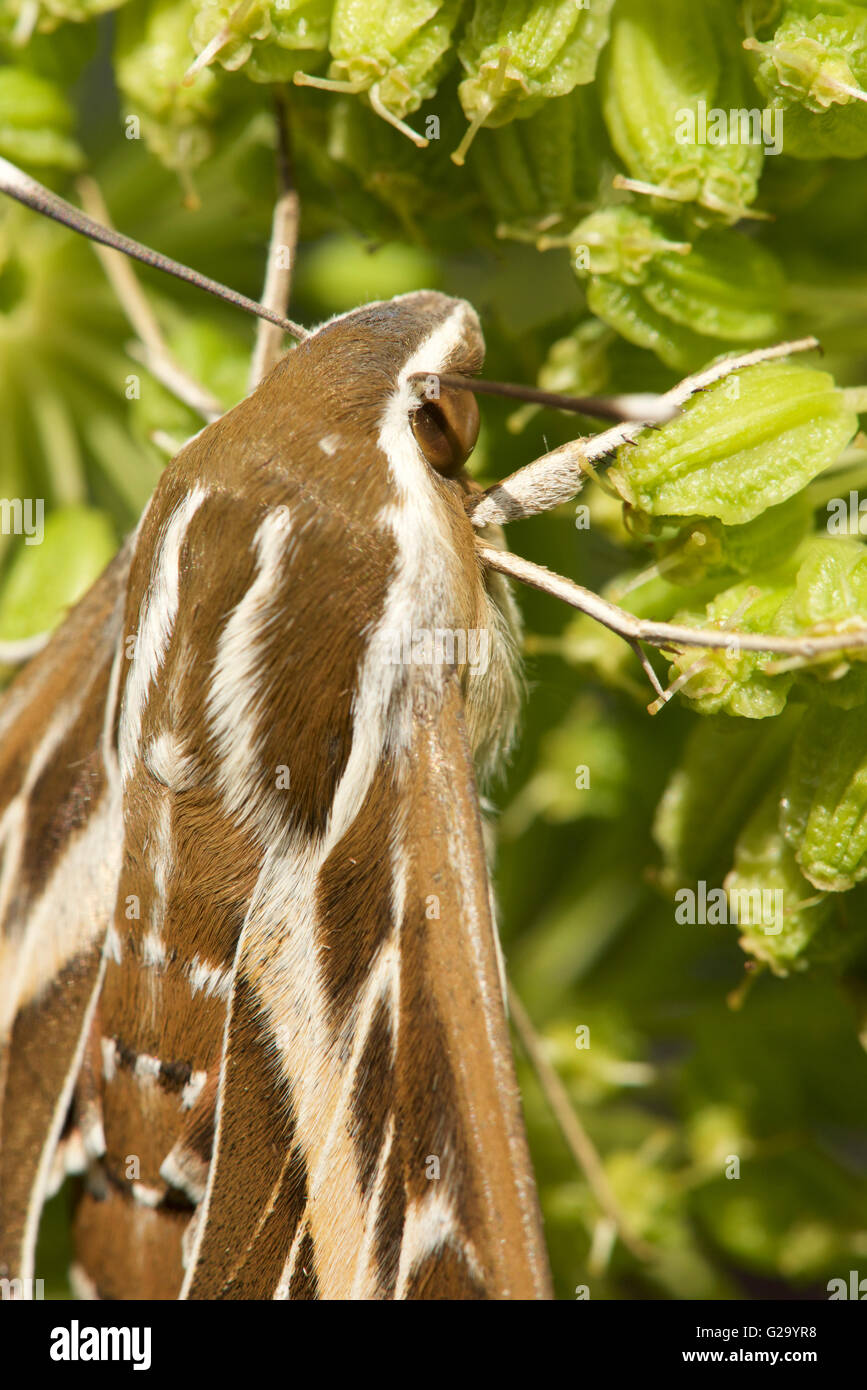 striped hawk moth Stock Photo - Alamy