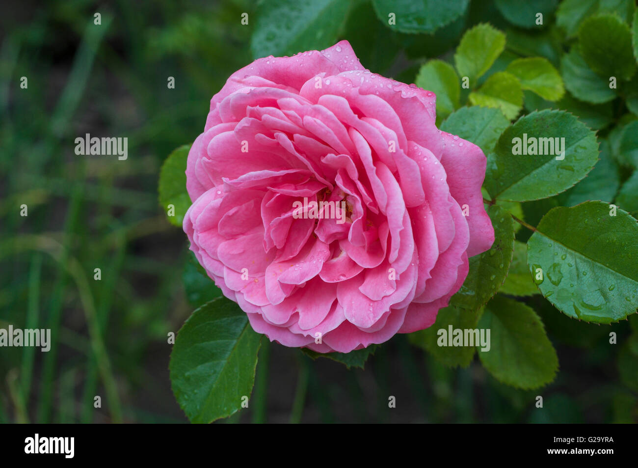 Pink budding roses hi-res stock photography and images - Alamy