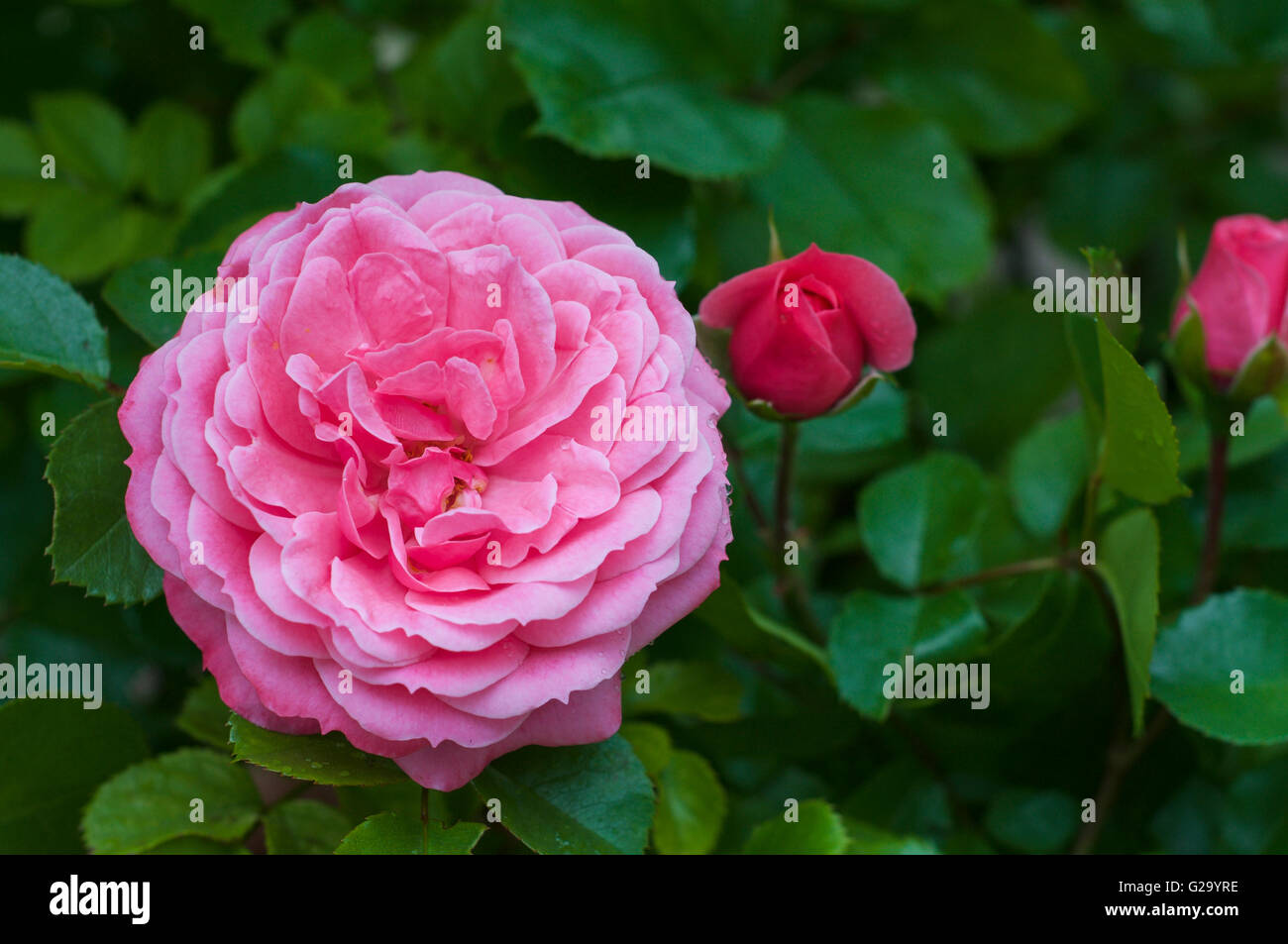 Full blown floral hi-res stock photography and images - Alamy