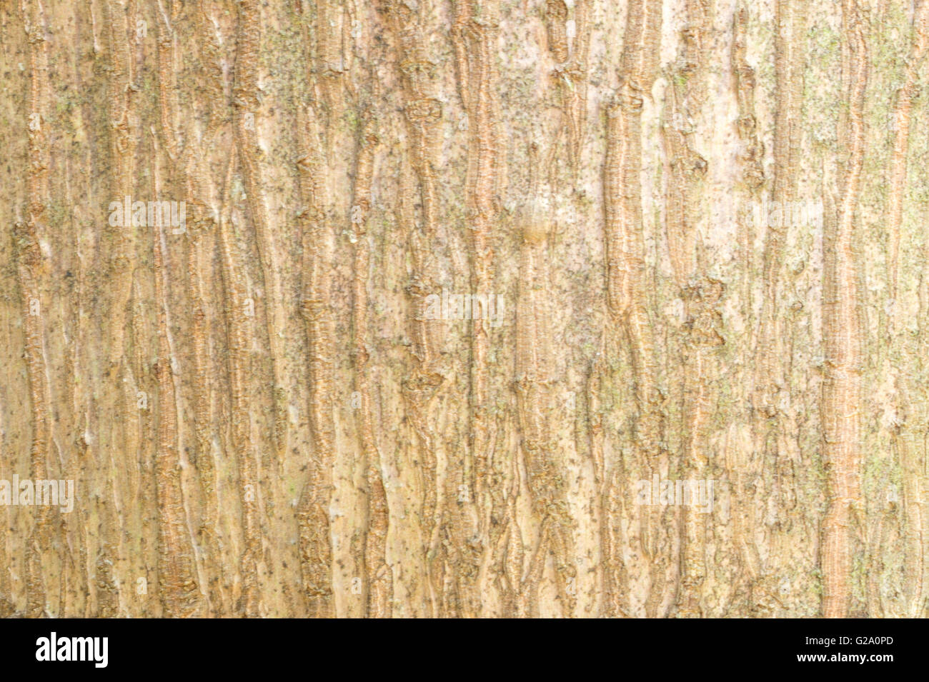 Brown Wood Texture Stock Photo - Alamy