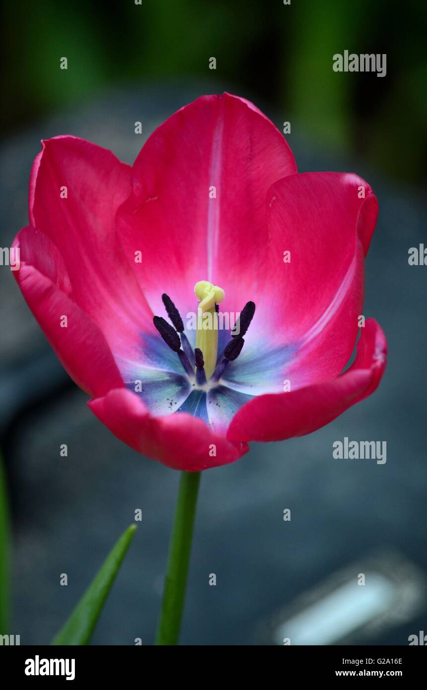 Red tulip blossom with stamen and petals and pistil Stock Photo - Alamy