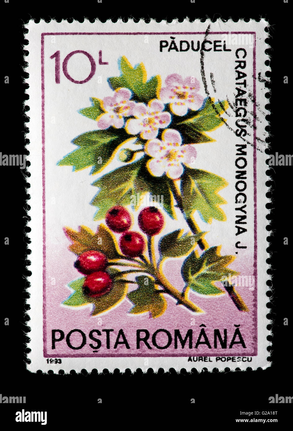 Postage stamp from Romania depicting common hawthorn (Crataegus ...