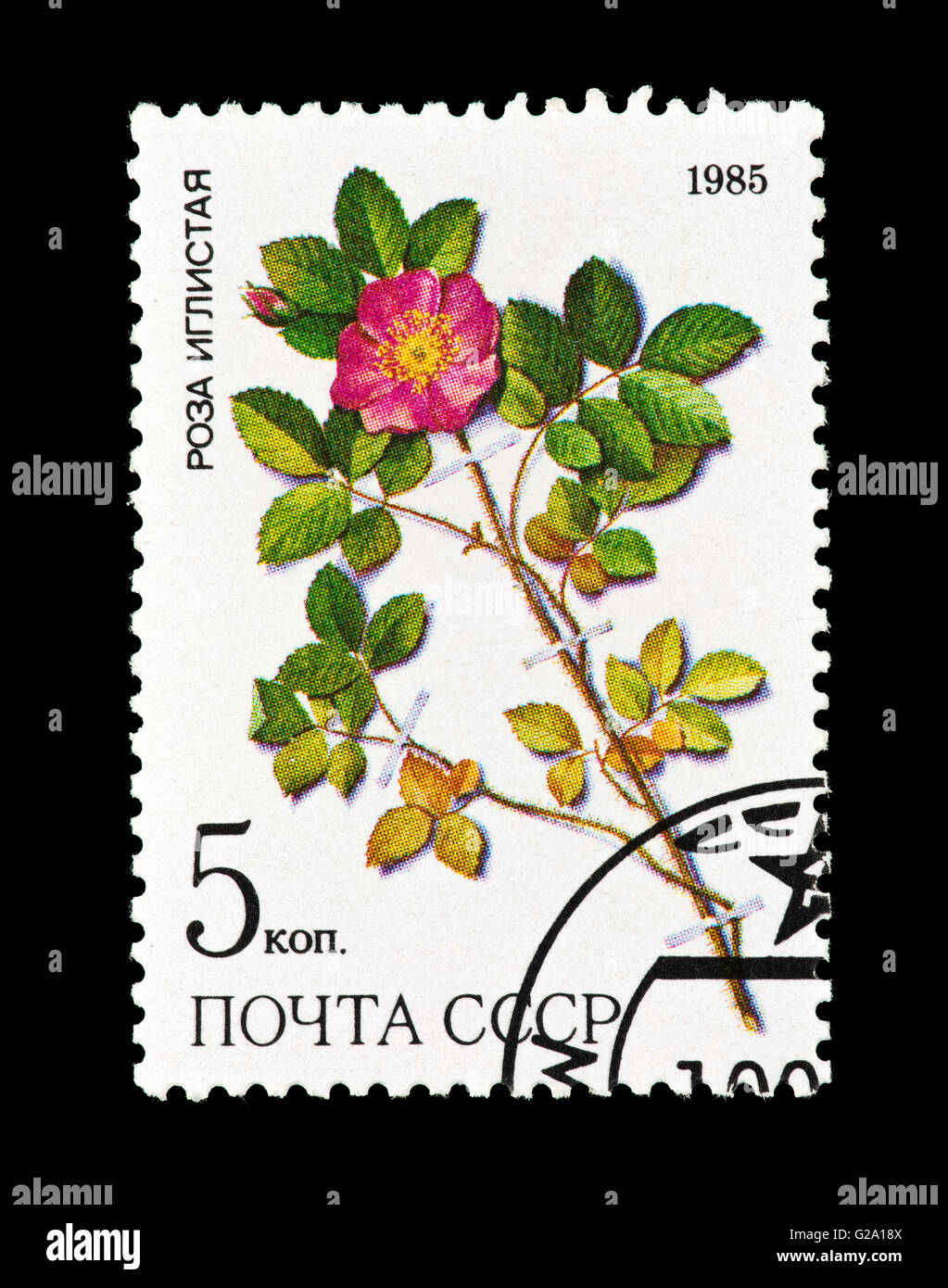 Postage stamp from the Soviet Union depicting prickly wild rose (Rosa ...