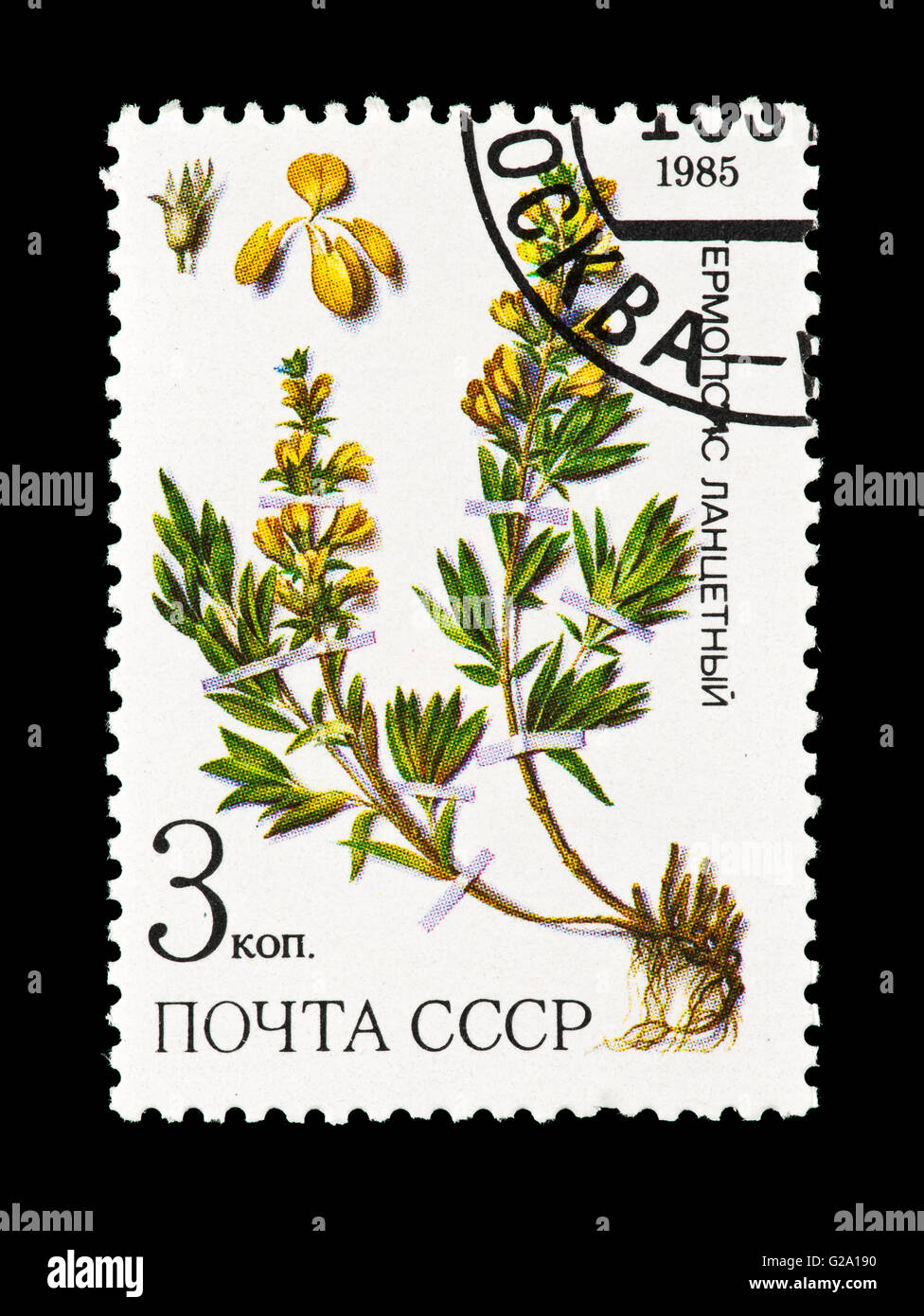 Postage stamp from the Soviet Union depicting Carolina Lupine ...