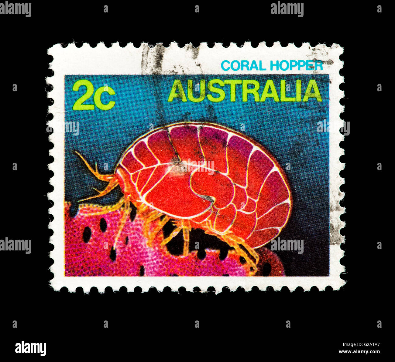 Postage stamp from Australia depicting a coral hooper (Amaryllis sp ...