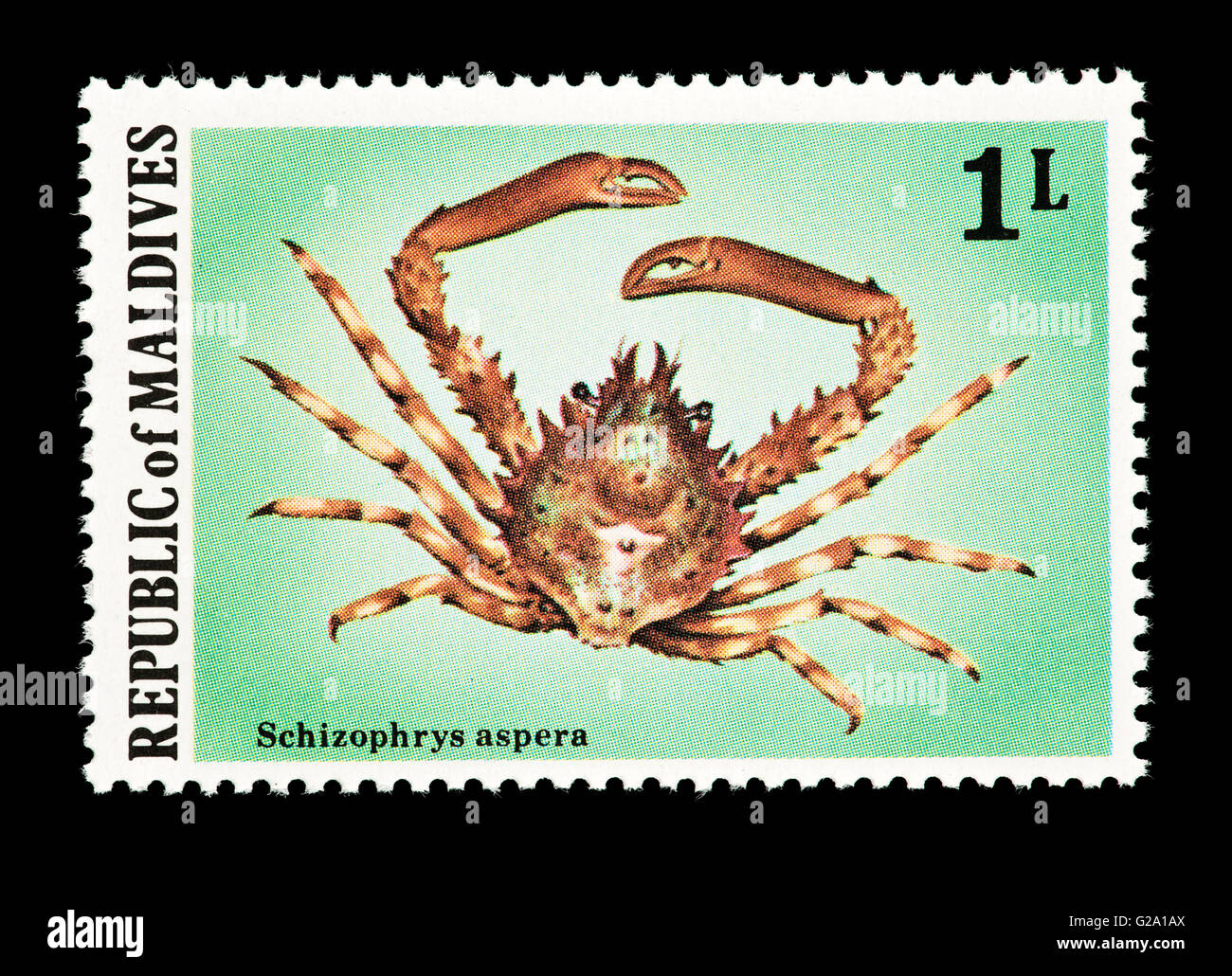 Postage stamp from the Maldives depicting a tropical crab species ...