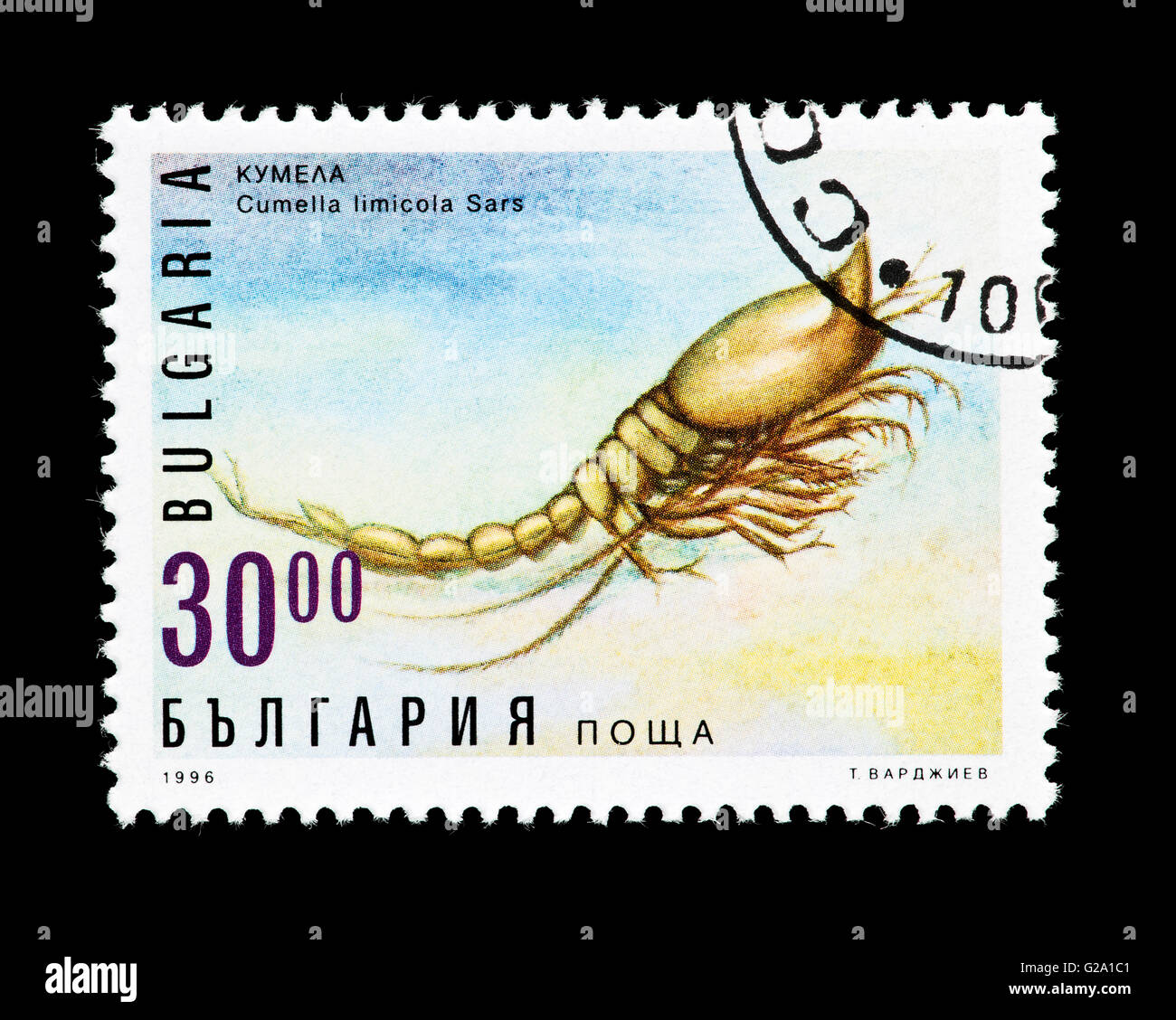 Postage stamp from Bulgaria depicting a crayfish (Cumella limicola ...