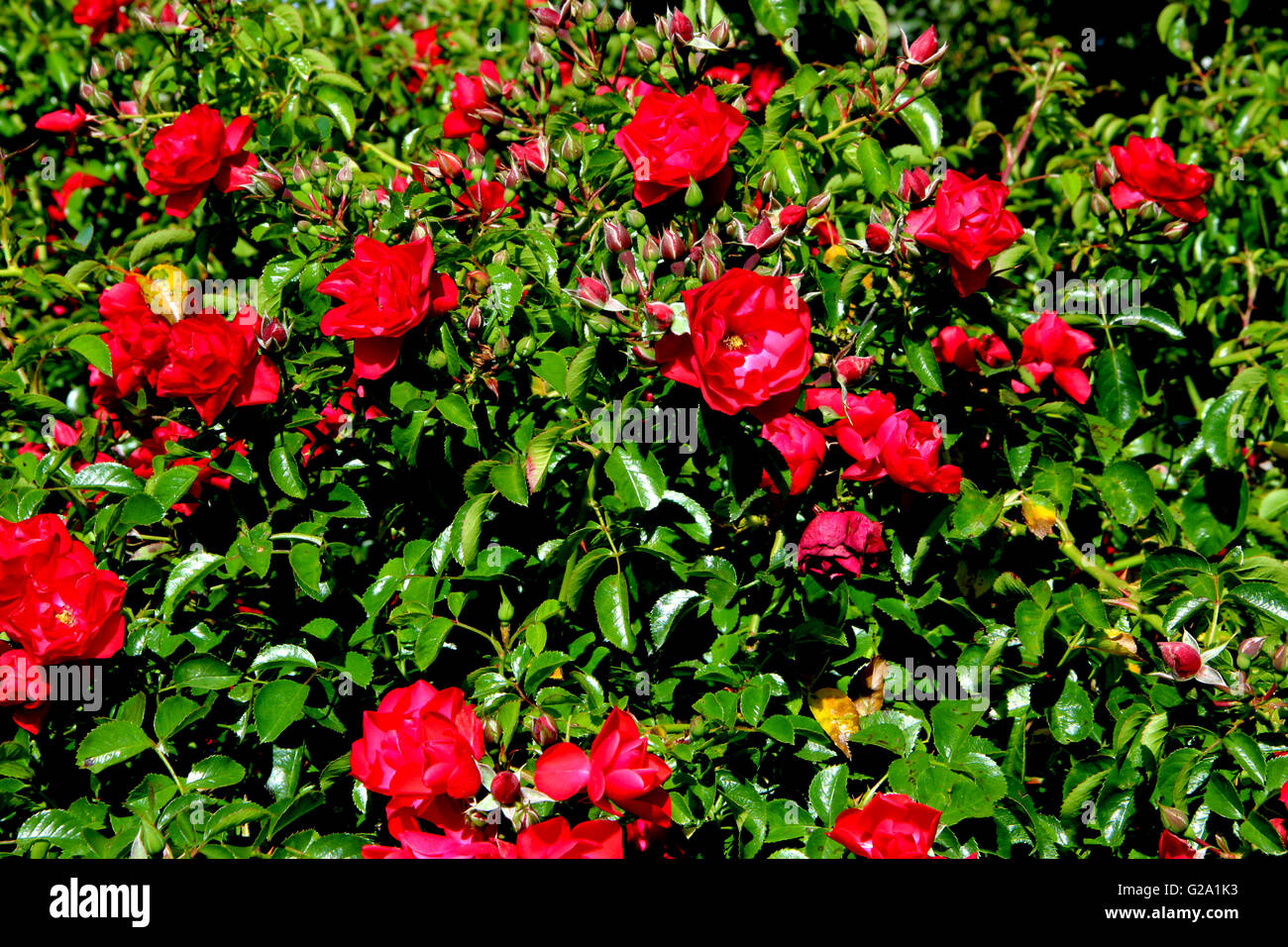 Bright red flowers Stock Photo - Alamy