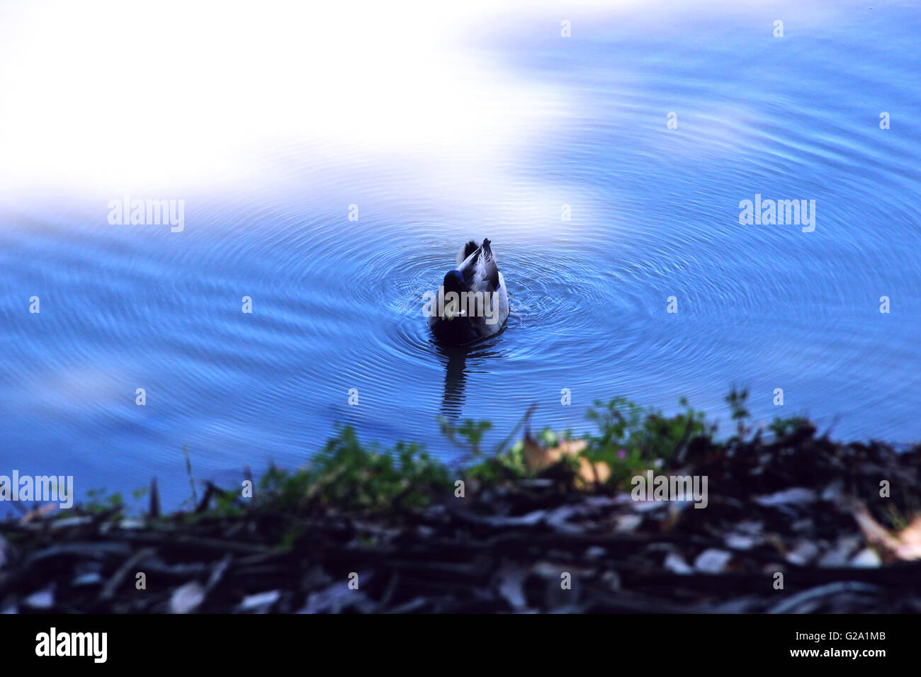 Duck in water Stock Photo - Alamy