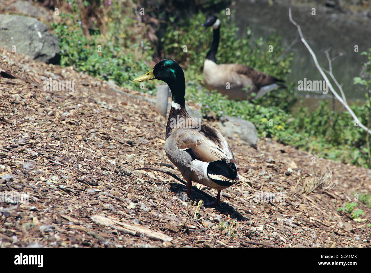 A duck hanging out with his friends in the park Stock Photo - Alamy