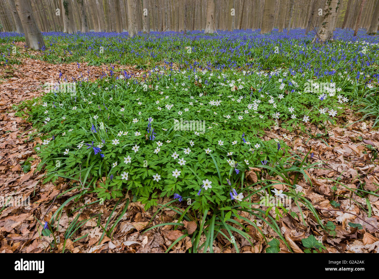 Purple beech tree hi-res stock photography and images - Alamy