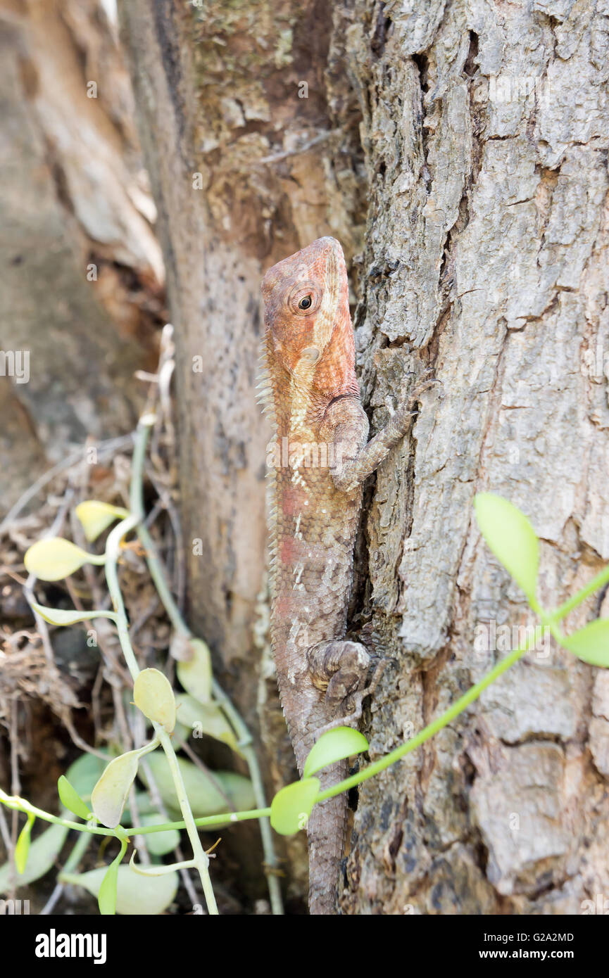 agamidae, lizard on tree, conceal in nature Stock Photo - Alamy