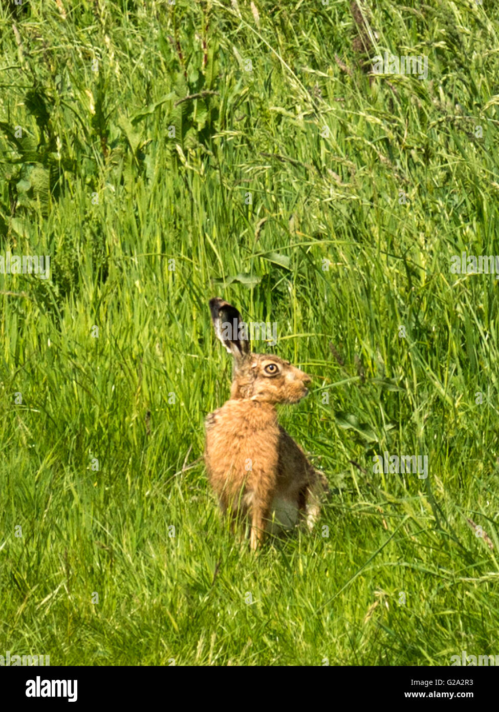 Magnificent Wild Brown Hare (Lepus europaeus) depicted surveying its ...