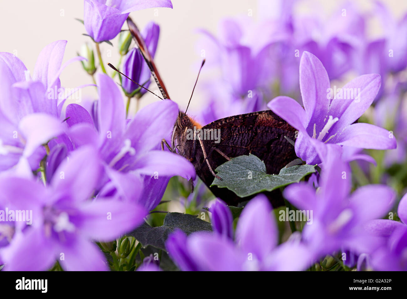 European Peacock butterfly sitting on violet Bellflowers Stock Photo ...