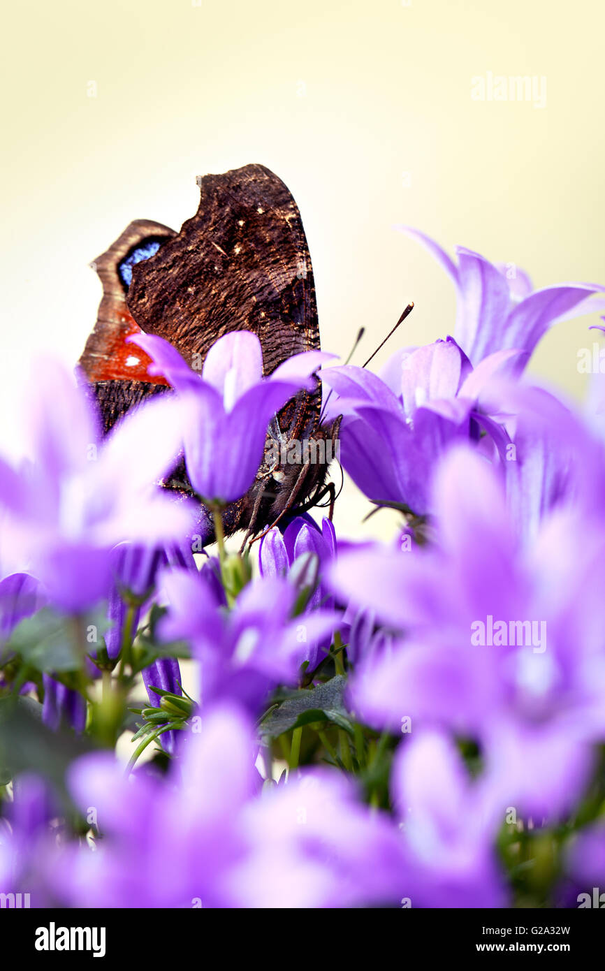 European Peacock butterfly sitting on violet Bellflowers Stock Photo ...