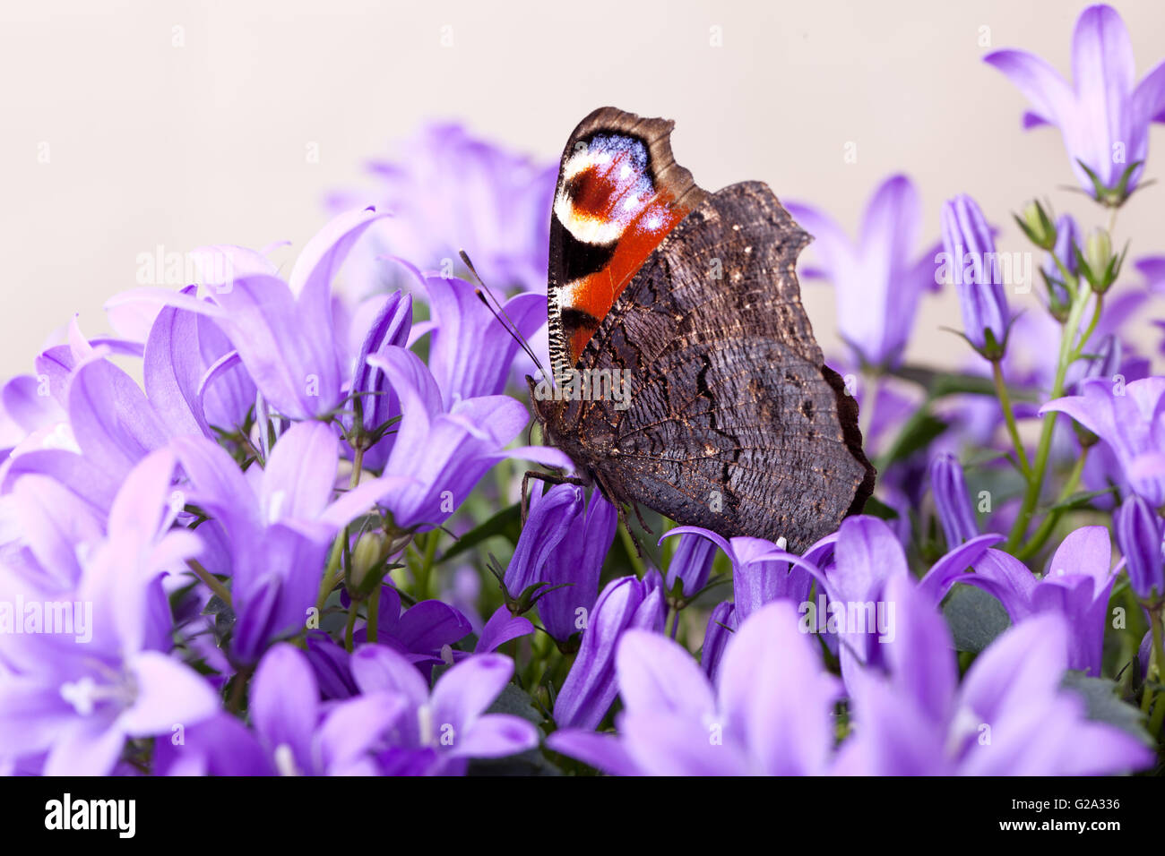 Blue violet wing hi-res stock photography and images - Alamy