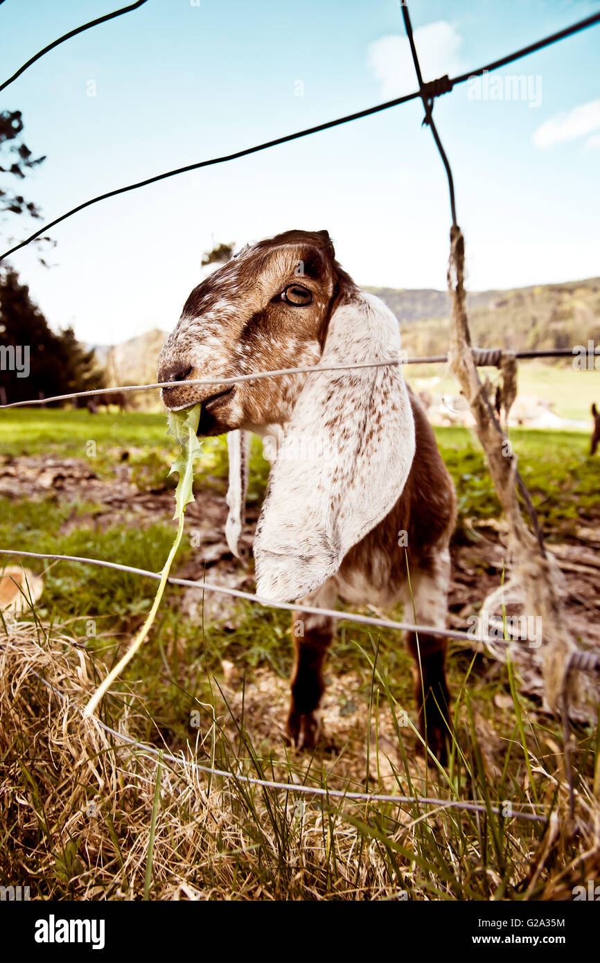 Palatinate portraits hi-res stock photography and images - Alamy