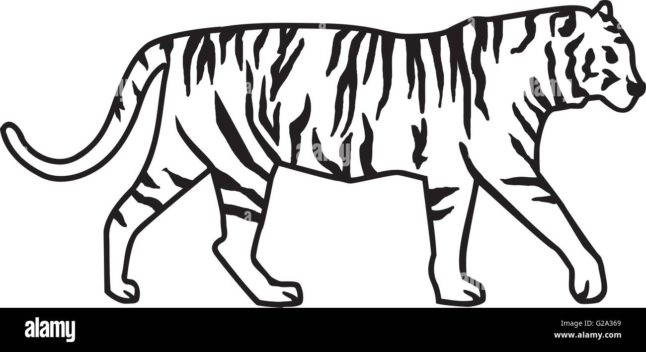 Tiger with stripes Stock Vector Image & Art - Alamy