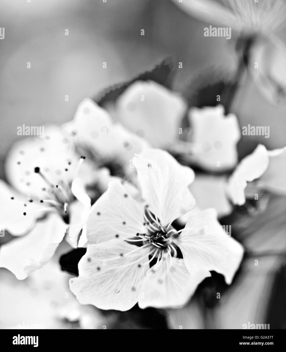 Spring blossoms on tree Black and White Stock Photos & Images - Alamy