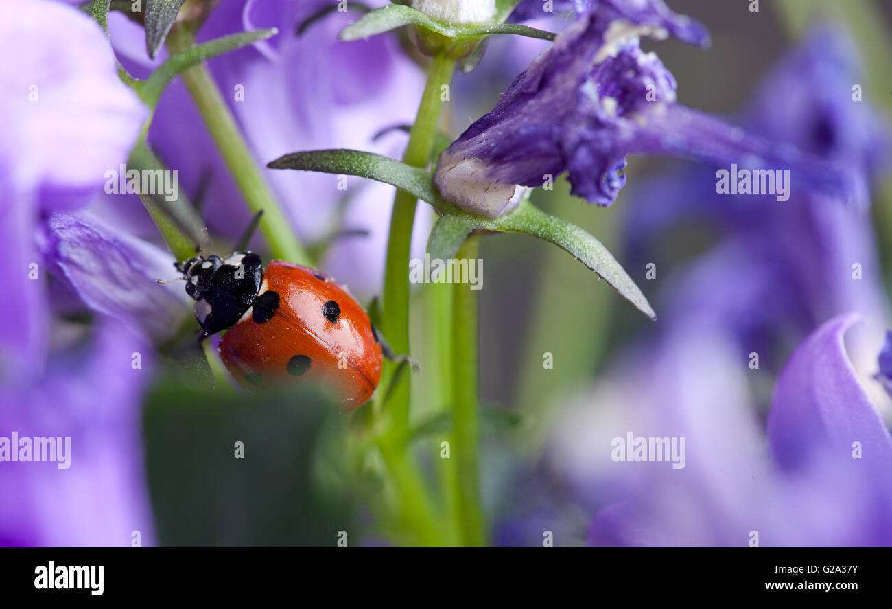 Single cute Ladybug on violet bellflowers in the garden in spring Stock ...