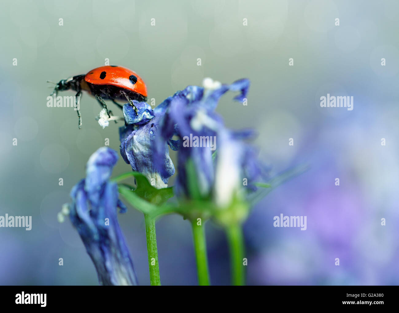 Cute beetle hi-res stock photography and images - Alamy