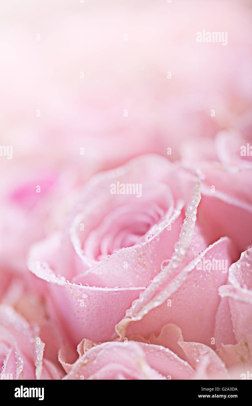 Rose blossom white dewdrops hi-res stock photography and images - Alamy