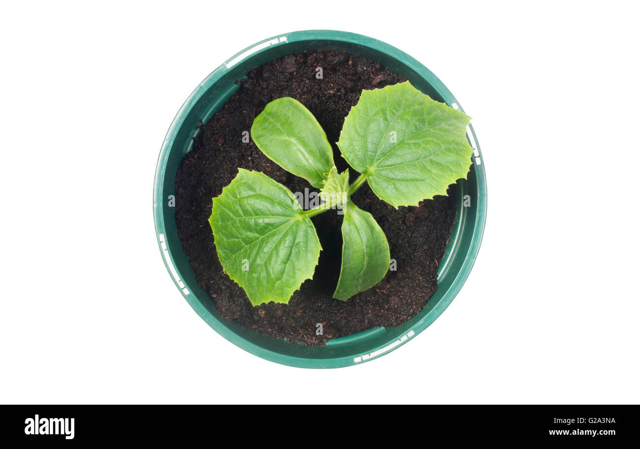 Marrow plant hi-res stock photography and images - Alamy