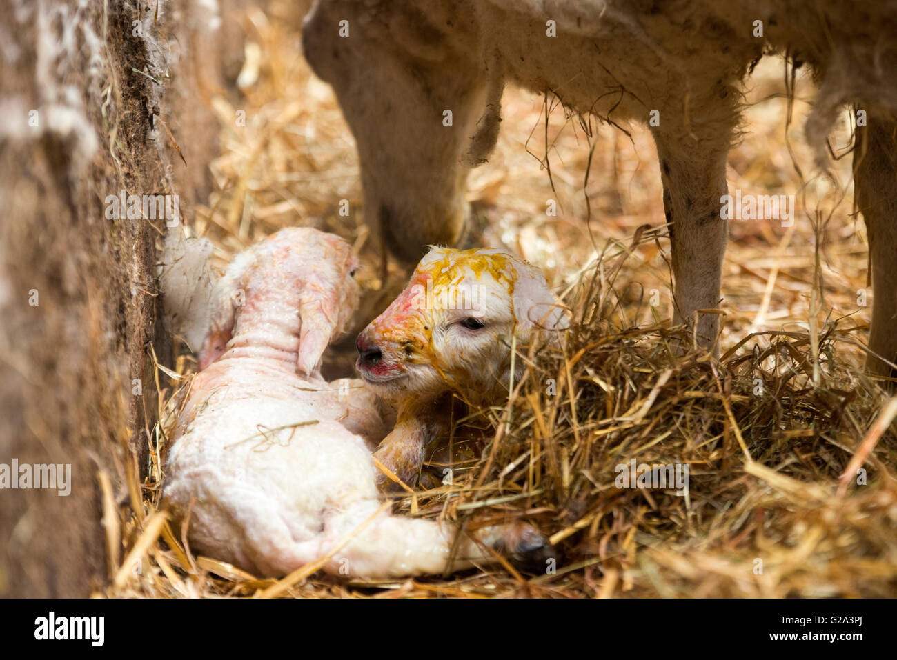 A sheep cleaning her newborn lambs, inside a barn in Derbyshire England ...