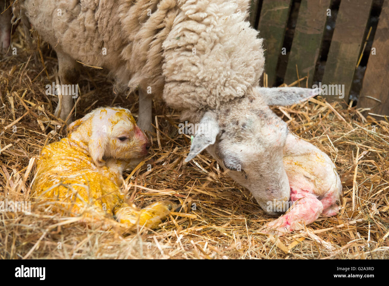 A sheep cleaning her newborn lambs, inside a barn in Derbyshire England ...