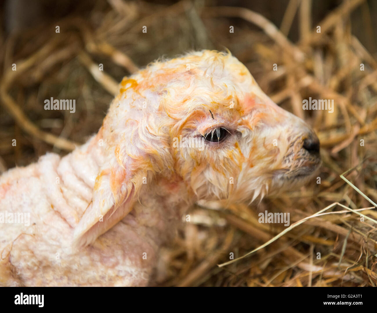 A very newborn lamb, inside a barn in Derbyshire England UK Stock Photo ...