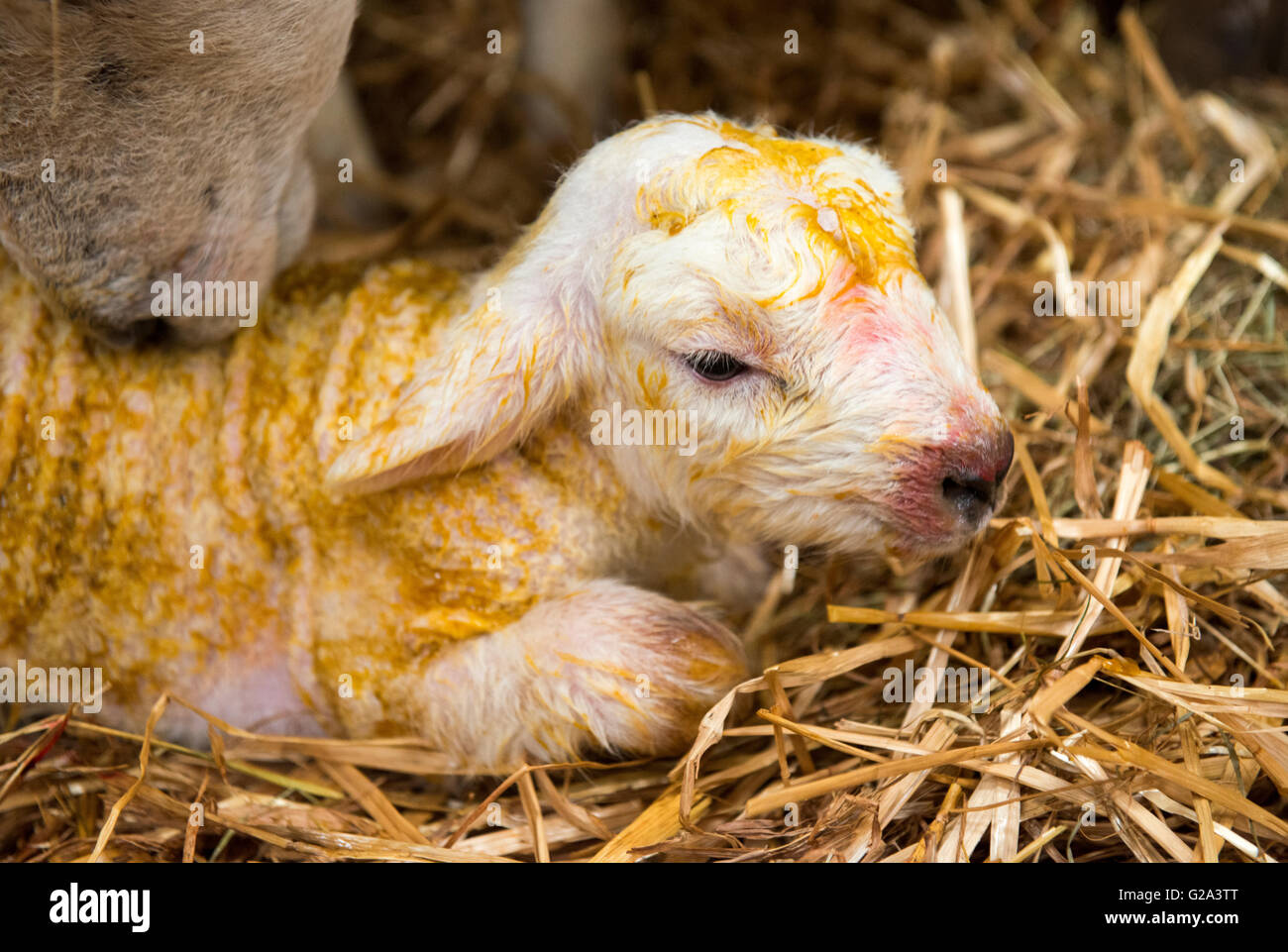Two lamb hi-res stock photography and images - Alamy